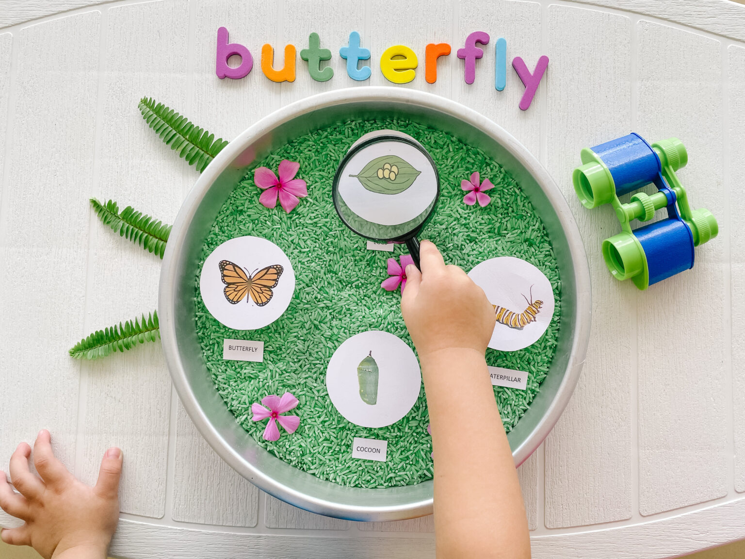 Butterfly Life Cycle Scavenger Hunt