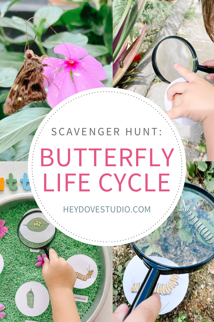 Butterfly Life Cycle Scavenger Hunt
